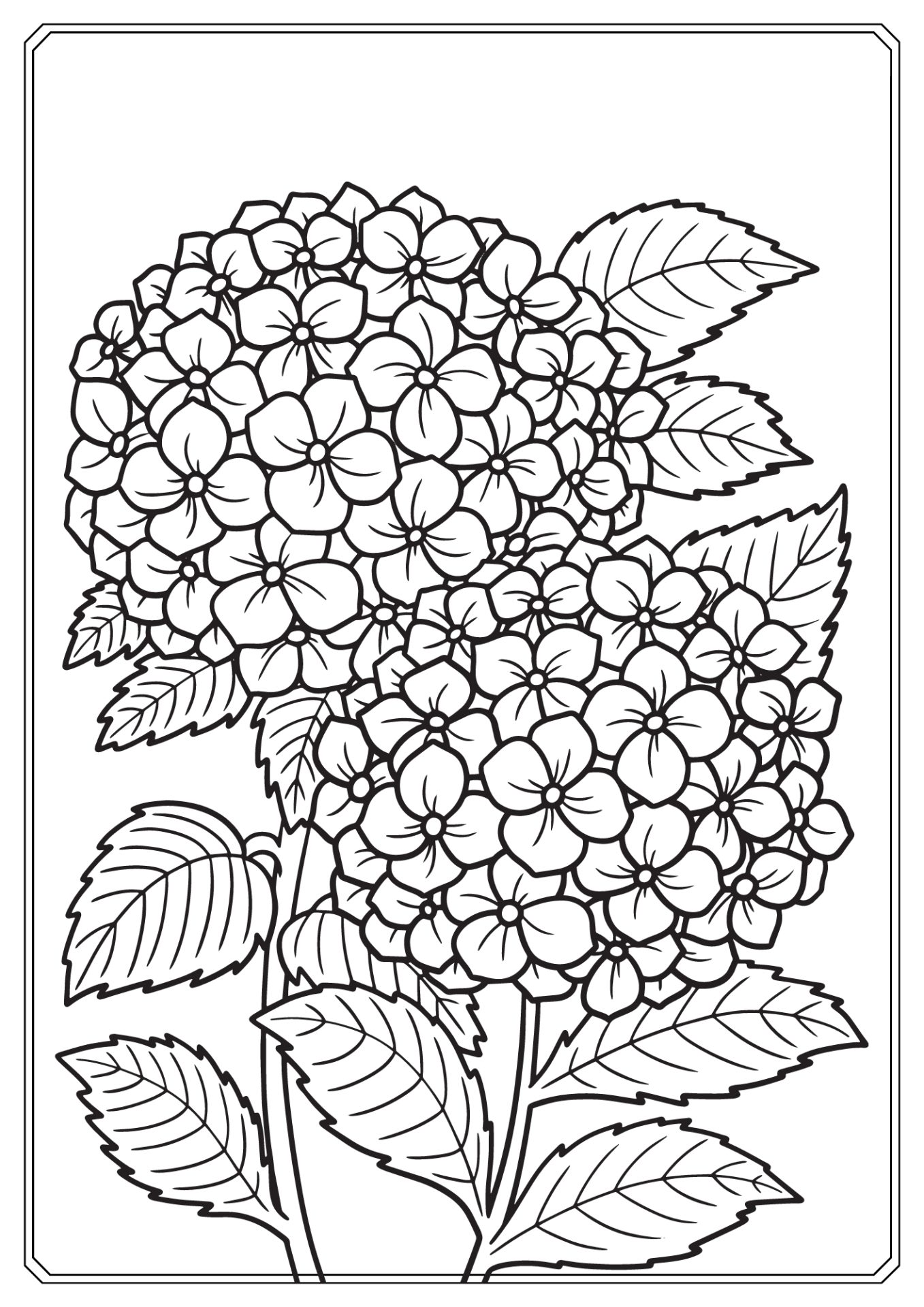 40 Printable Flower Coloring Pages - Printaboles